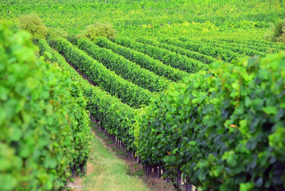 Cava-vineyard – Using Your Suvie