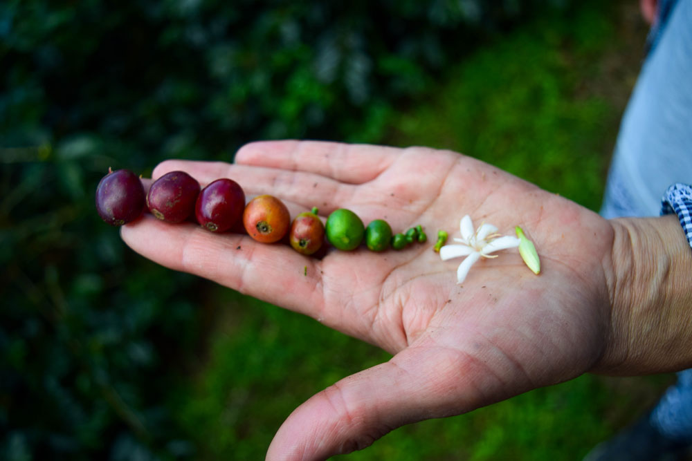 Coffee-processing-ripeness – Using Your Suvie