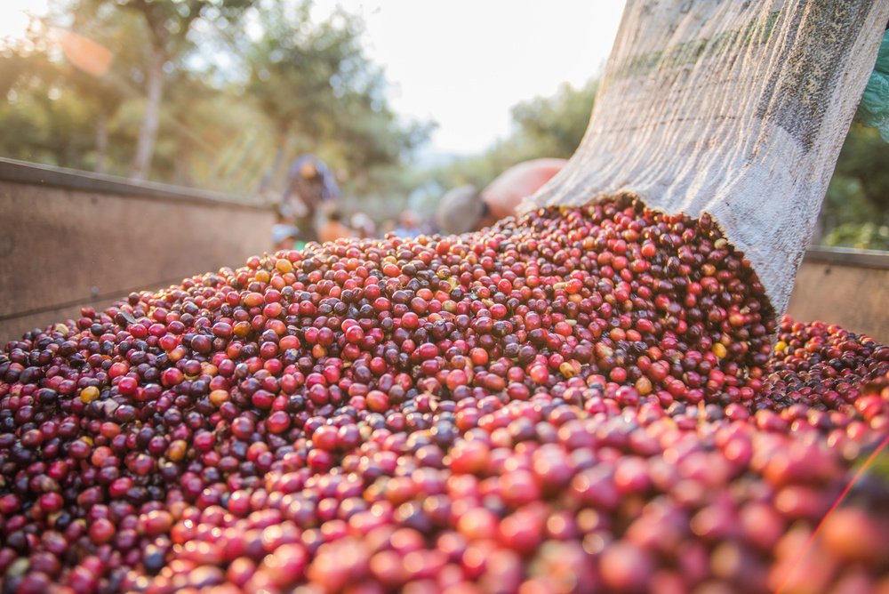 Guatemala-Antigua-fruit – Using Your Suvie