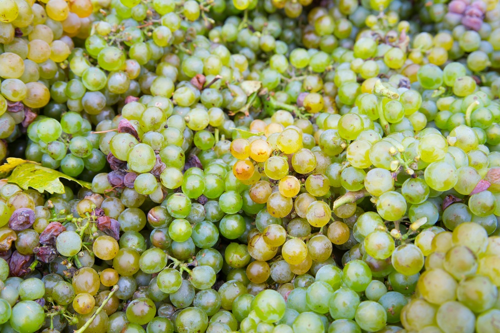 Moscato – Using Your Suvie