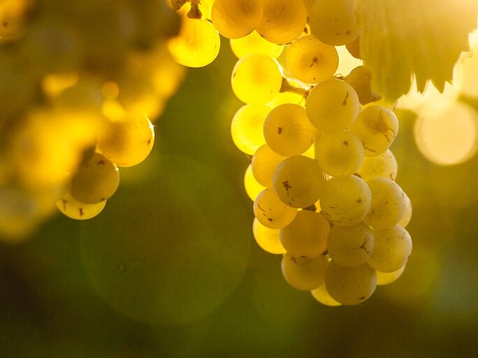 Viognier-Grapes – Using Your Suvie